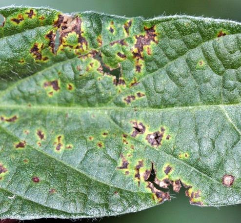 WHAT IS PLANT PATHOLOGY?