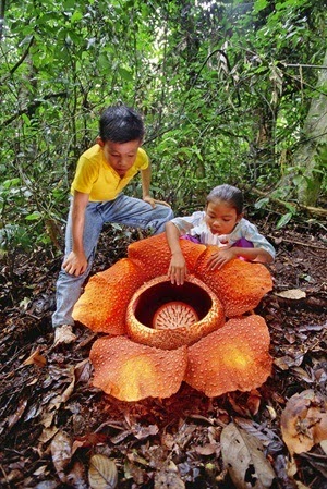 EntreMentes: A flor mal cheirosa de Bornéu