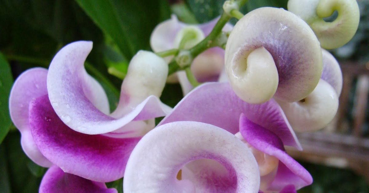 HOW TO GROW THE SNAIL VINE FROM SEED |The Garden of Eaden