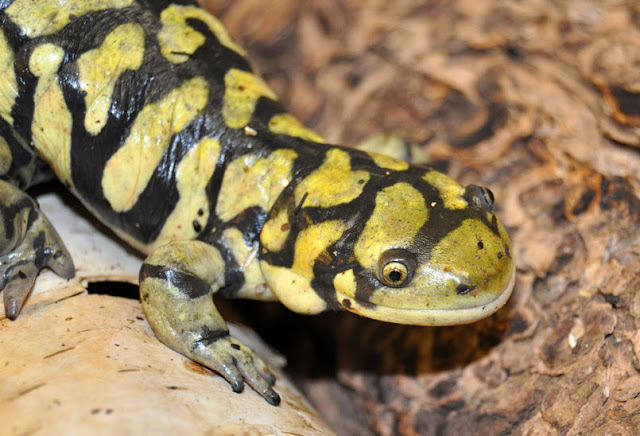 Tiger Salamander | The Biggest Animals Kingdom