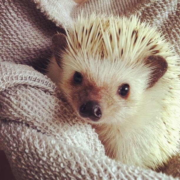 Fotos de Filhotes: Filhotinhos de Porco-Espinho