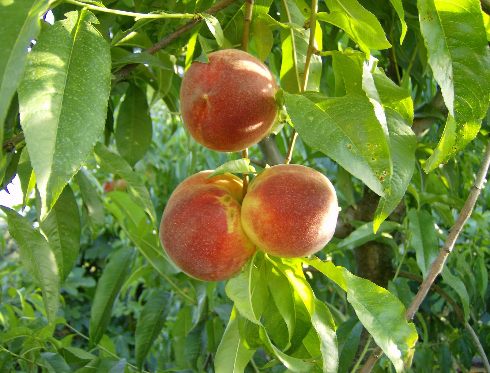 El huerto del Lopez: EL MELOCOTON, OTRA FRUTA QUE MADURA