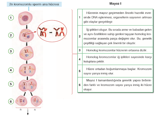 MİTOZ VE MAYOZ BÖLÜNME