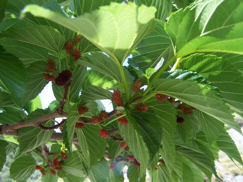 Galefod: MORERA. MORAL.