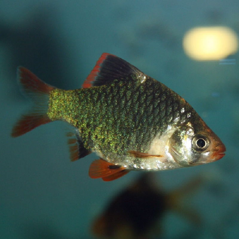 Ikan Tiger Barb