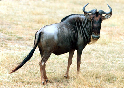 Wildebeests Facts And Pictures | All Wildlife Photographs