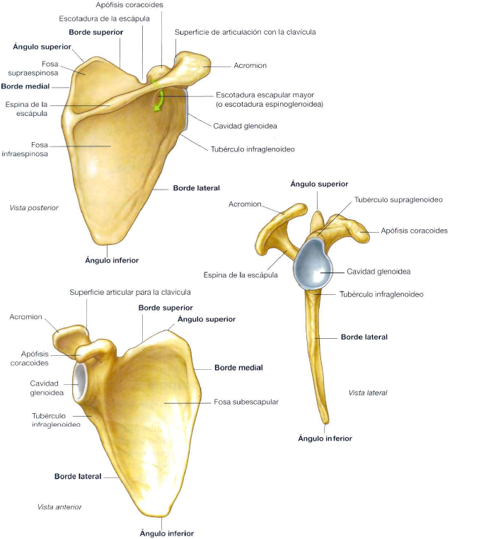 Morfo-fisiología 1: mayo 2014