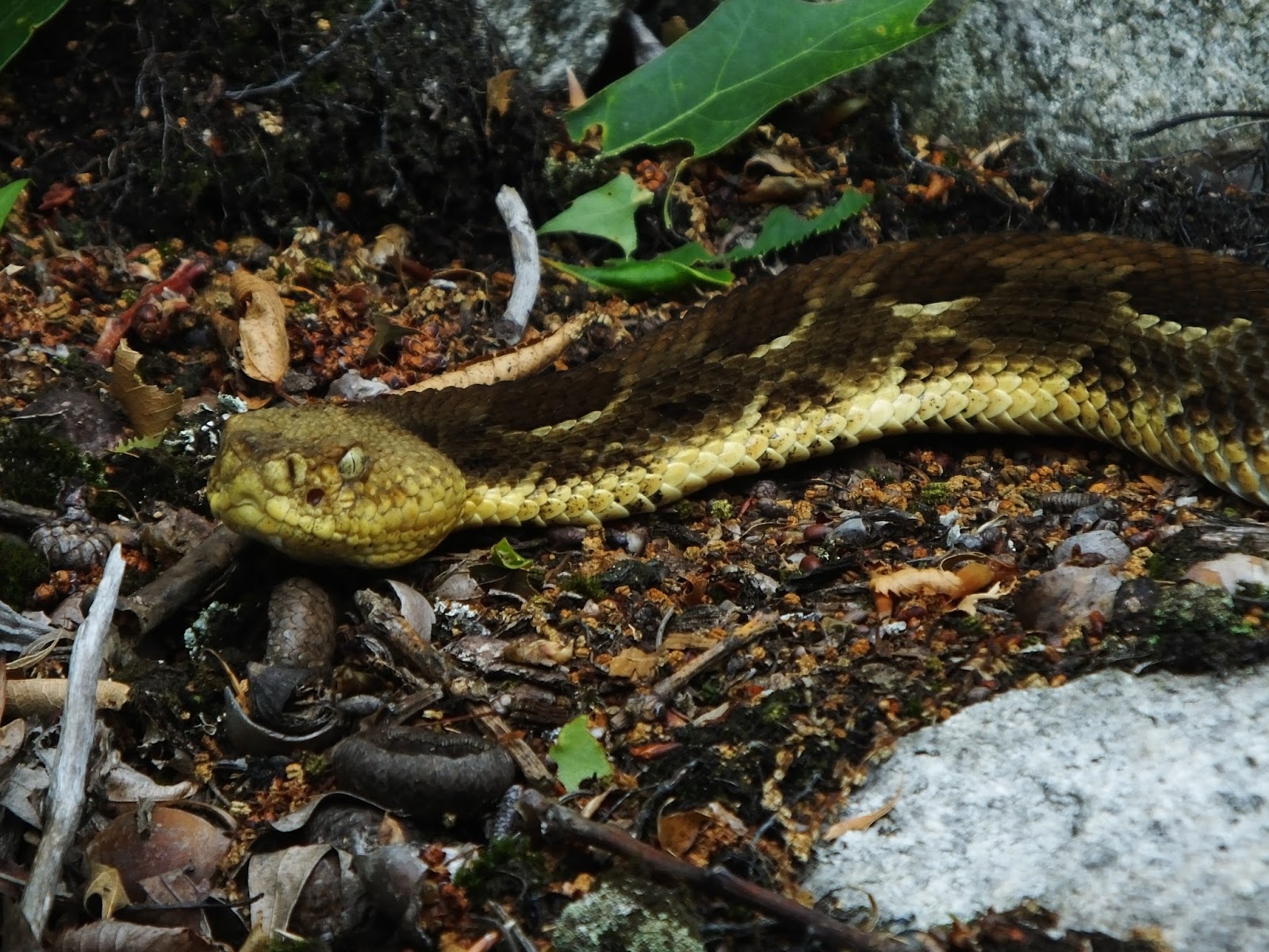 Connecticut Fly Angler: Timber Rattlesnakes and Striped Bass