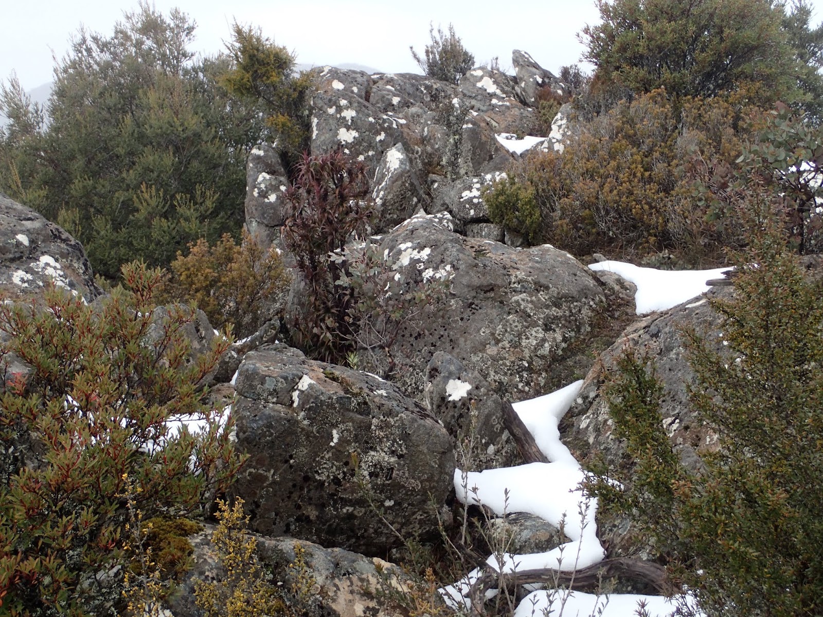 Mount Charles from White Timber Trail | Hiking South East Tasmania