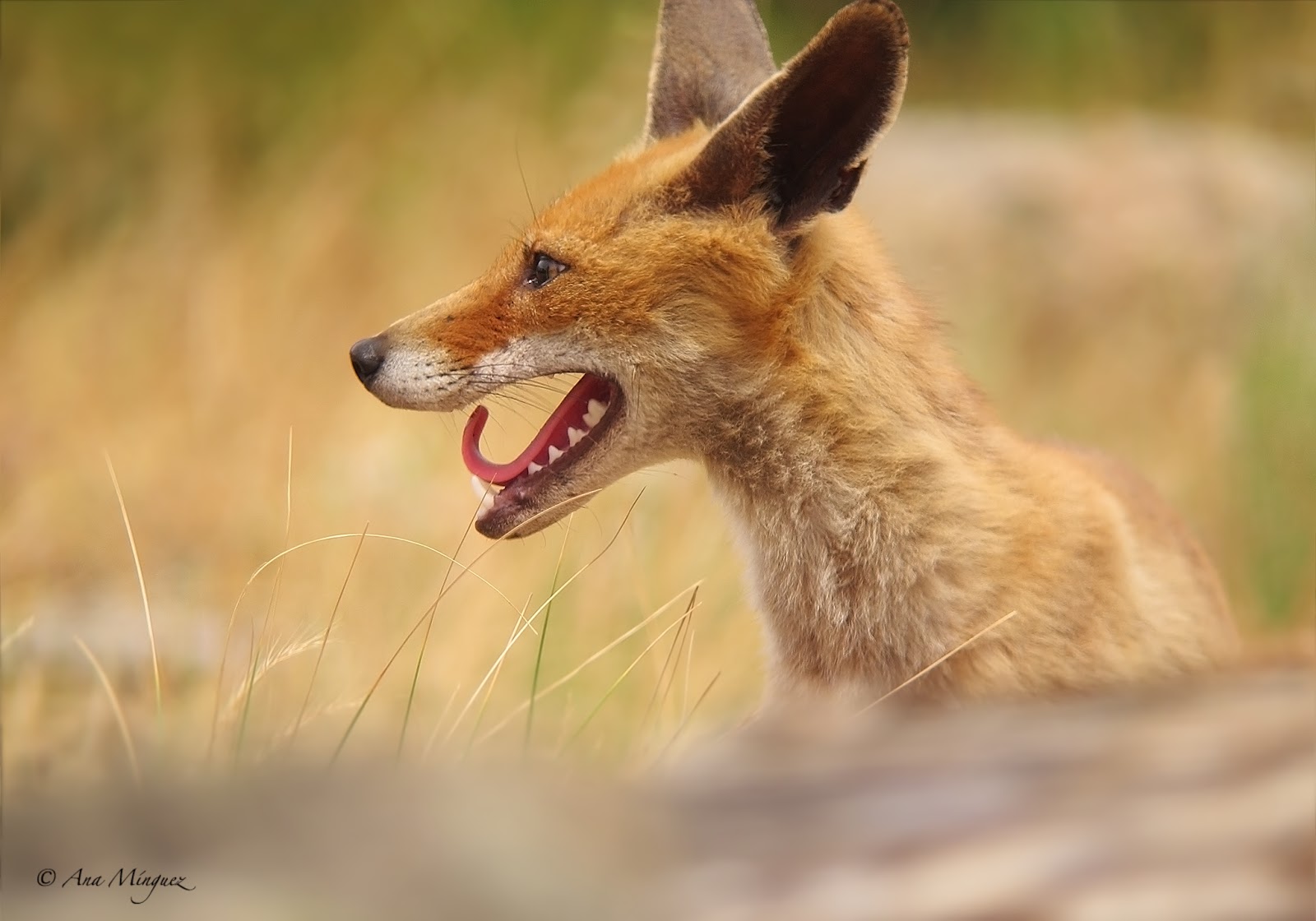 NATURANAFOTOS: El raposo