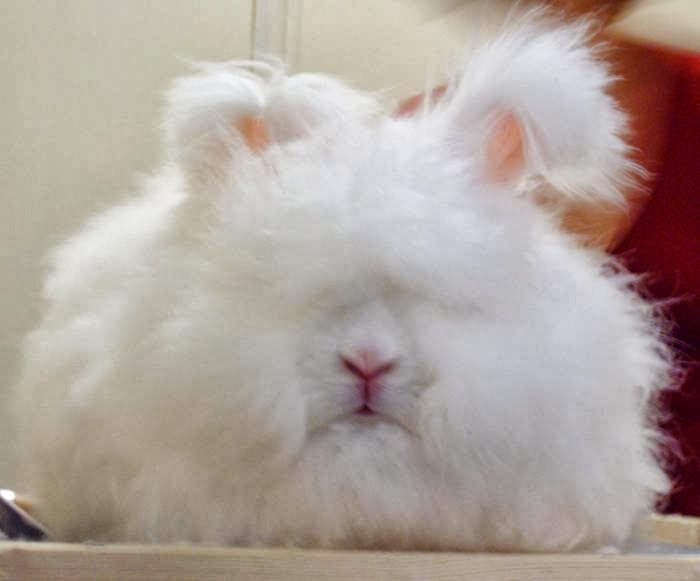 Mail2Day: Large Fluffy Angora Breed Bunnies (12 pics)