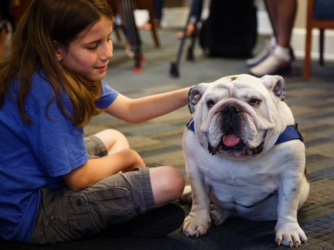 Bulldog Life: Twitter-famous dog lover pets Griff the Bulldog