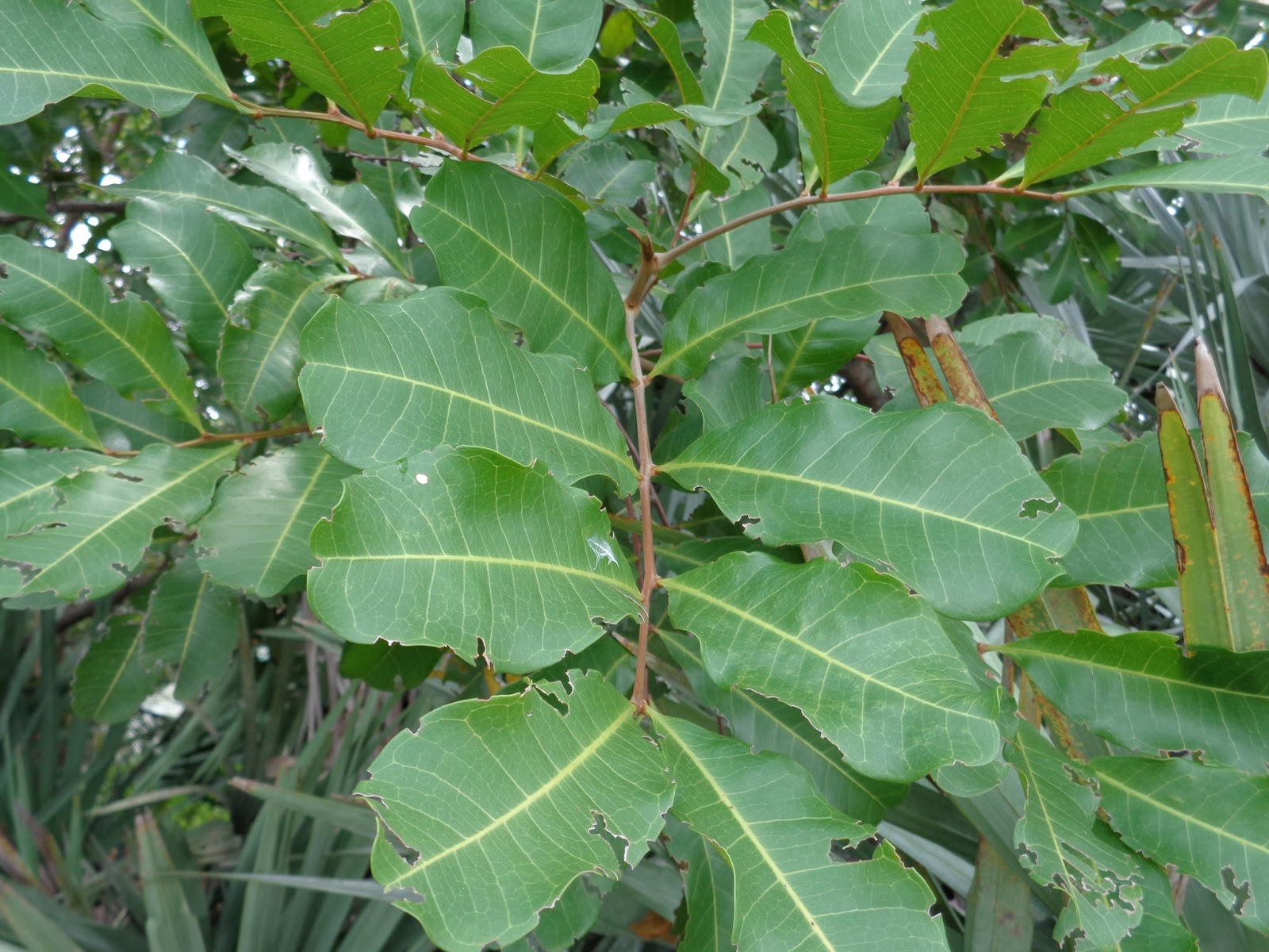 University of Florida/IFAS Charlotte County Extension: 2016