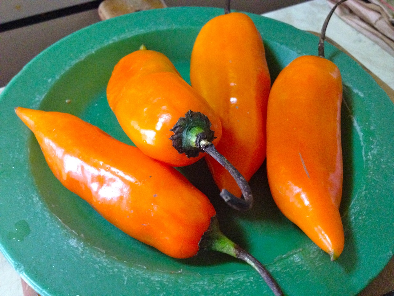 Ají de Gallina | Culinary Arts Abroad