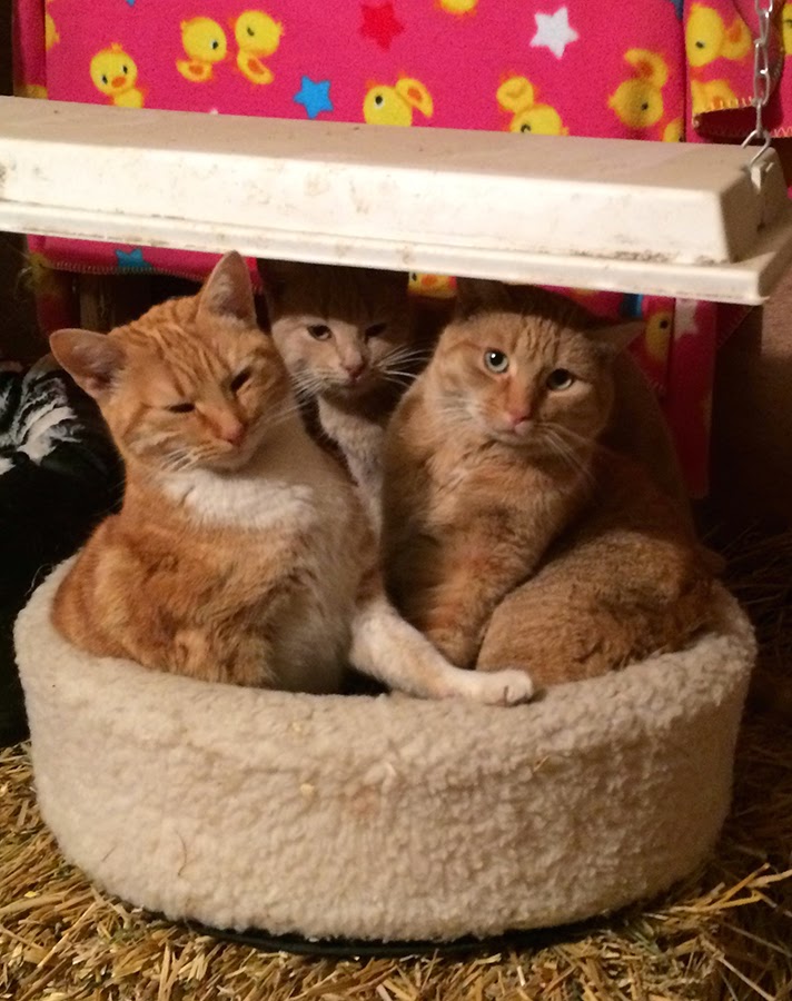 Knatolee's World: A wee bit nippy!