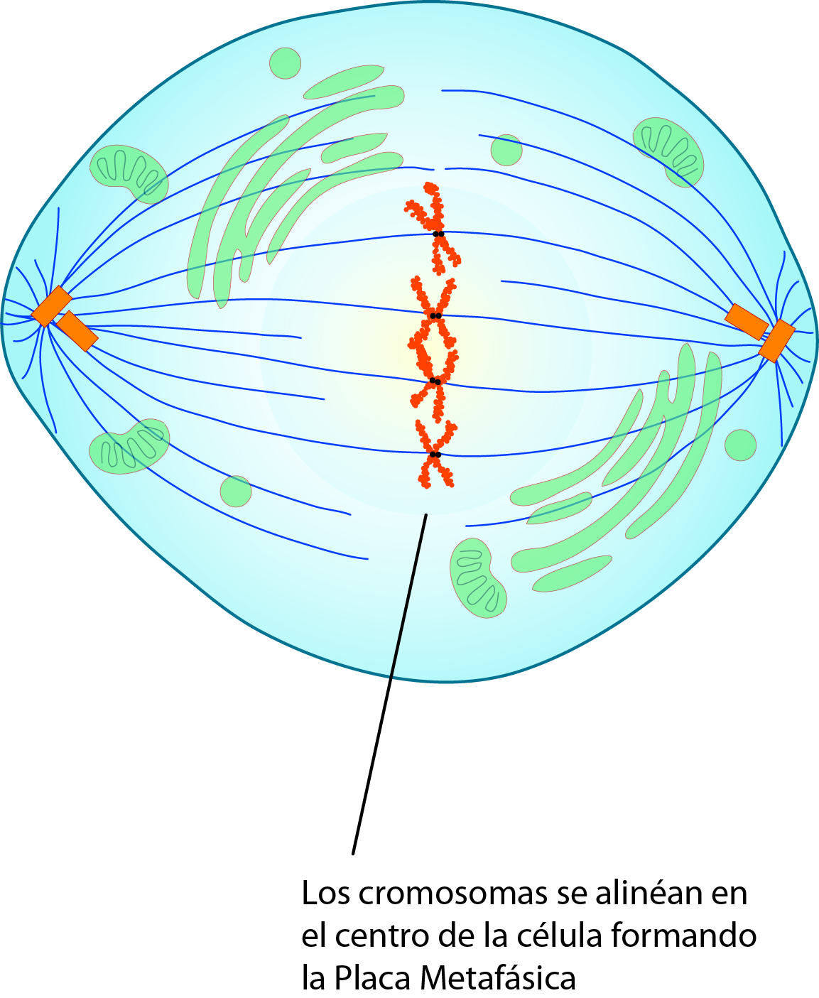 el moderno prometeo: Ciclo Celular: Mitosis