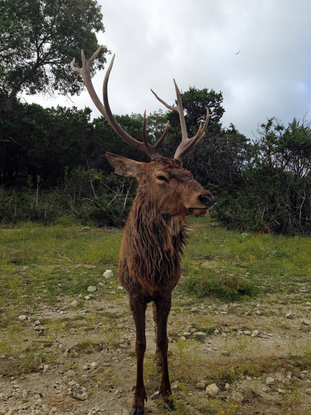 Fossil Rim Wildlife Center