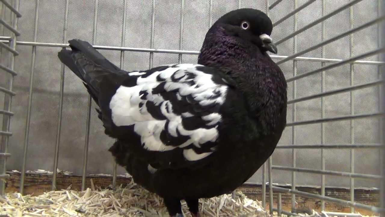 Dutch Highflyer | BD PIGEONS