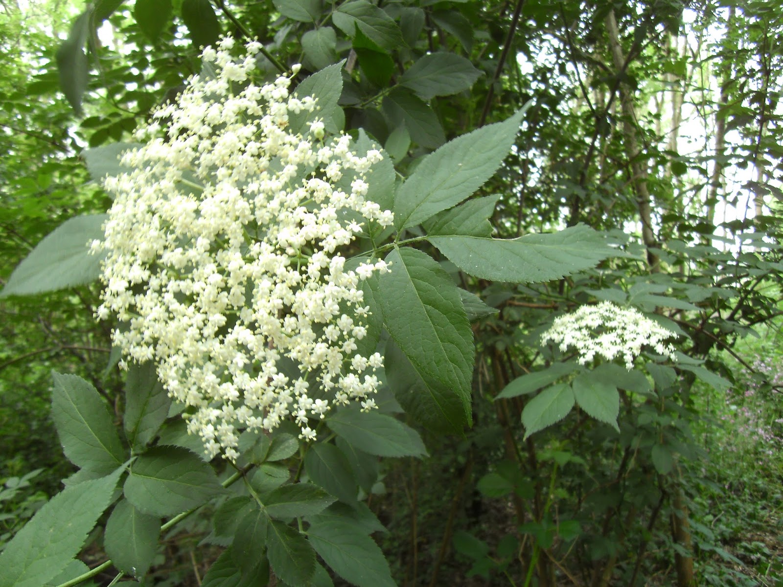 Heerlijke recepten van Jacqueline: Vlierbloesem-siroop