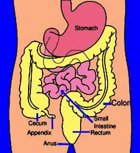 Risk for Infection - Nursing Care Plan for Appendicitis