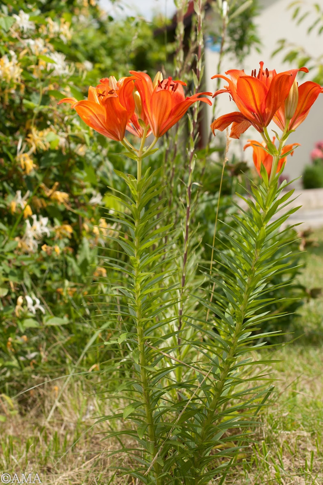crinul imperial - Pastelurile Naturii