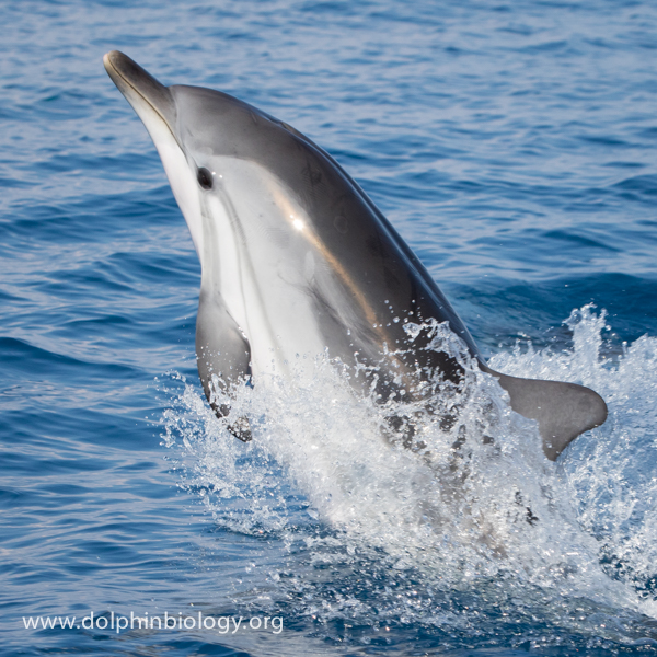 Dolphin Biology and Conservation: Striped dolphin portrait