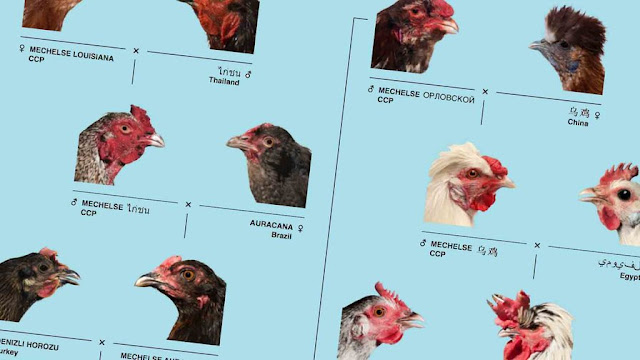 Teaching for Effective Learning : Pedagogy and Science: What Happens ...