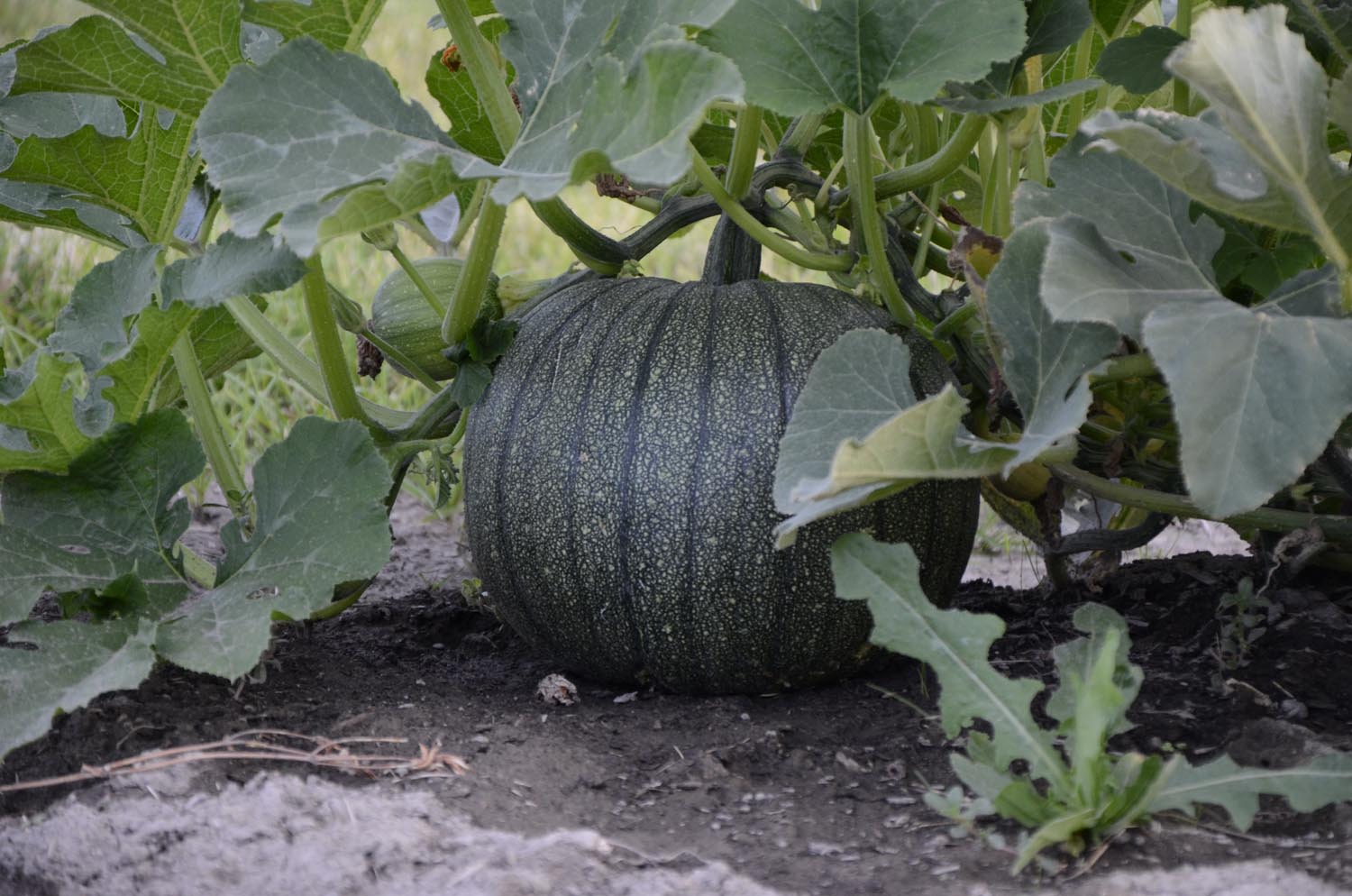 Laura Vanderbeek: Garden Harvest and getting there...