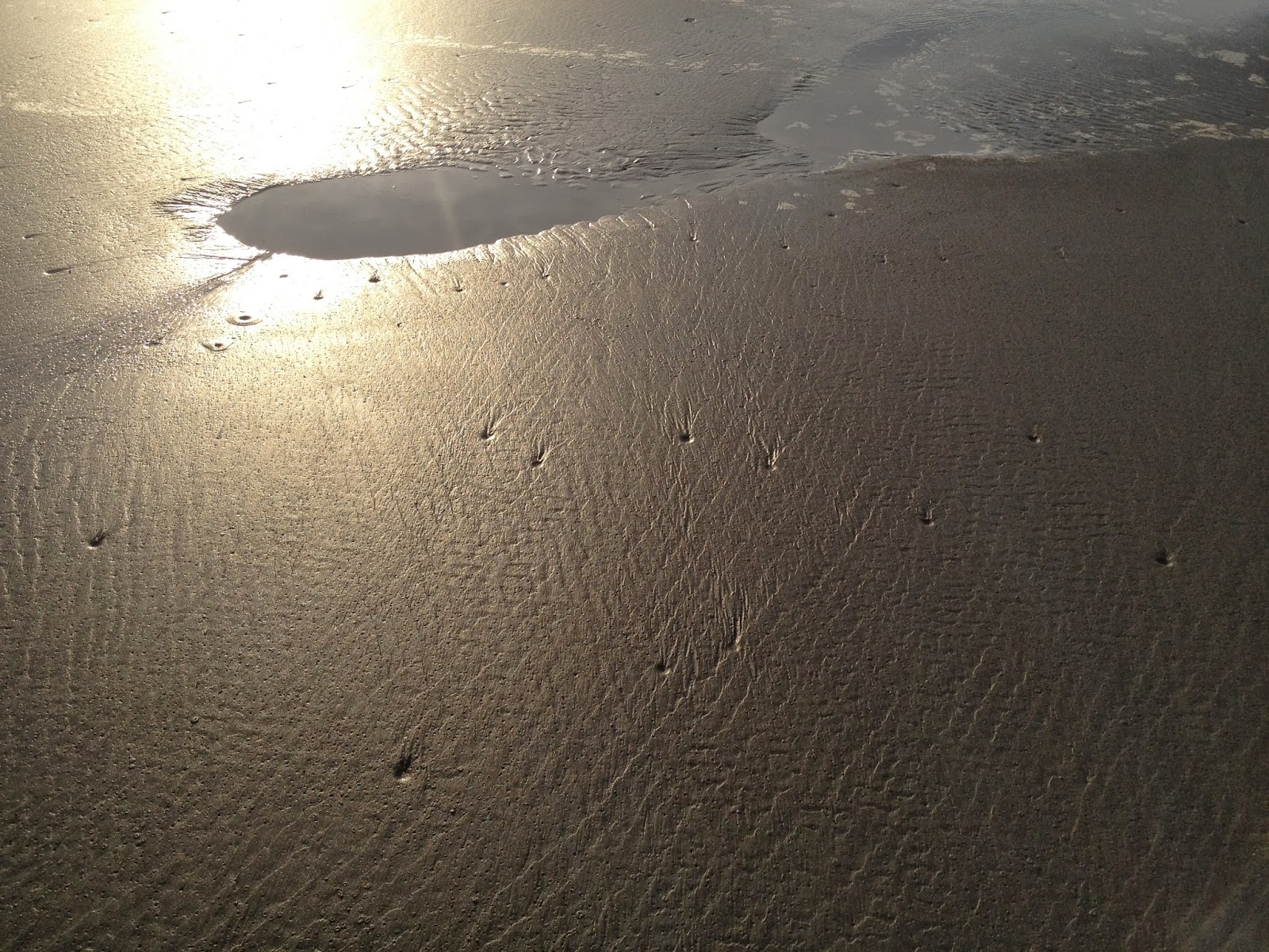 Spartan Fishing & Outdoors: Tutorial: Harvesting Razor Clams