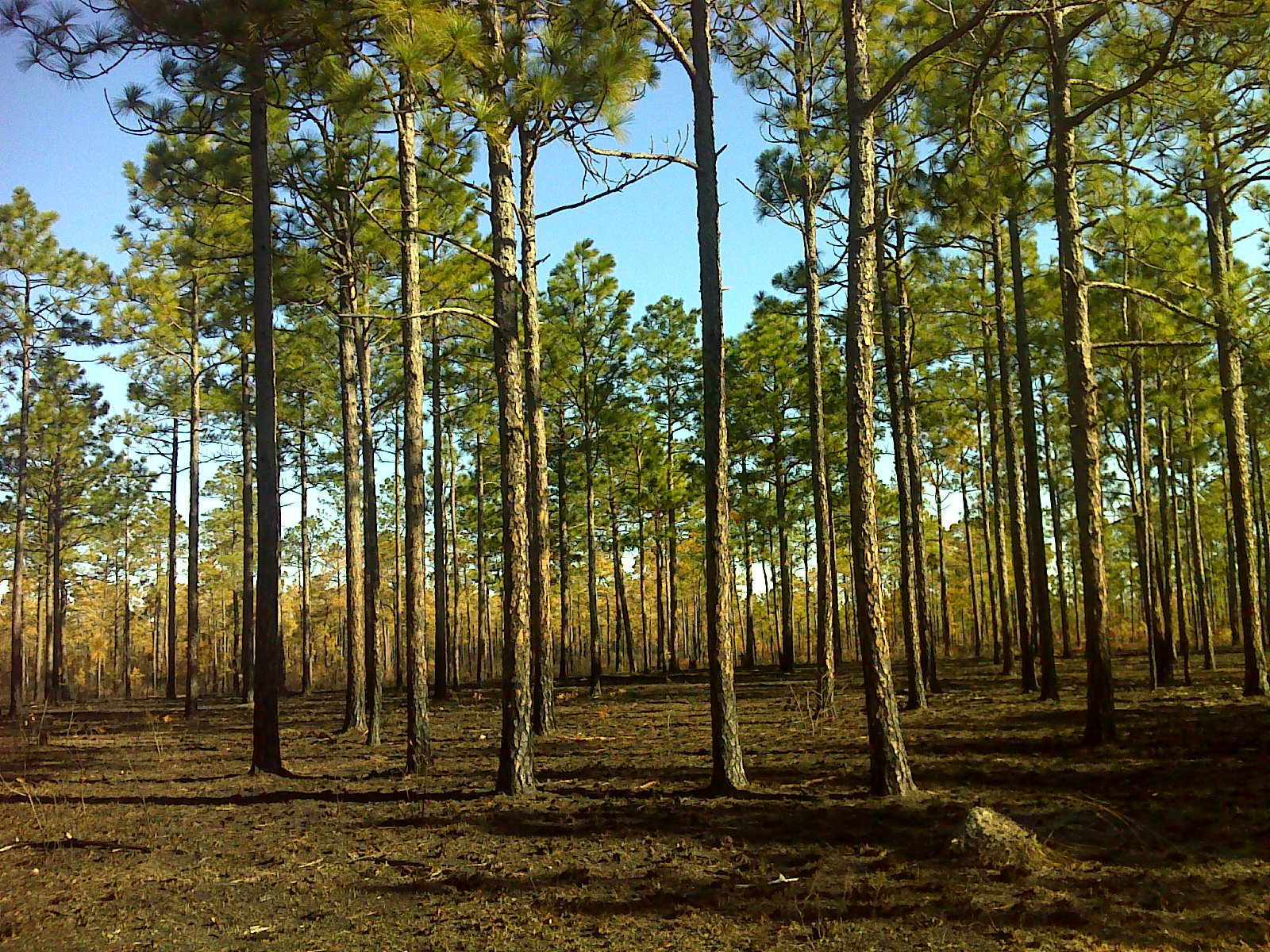 Heart and Sole: Longleaf pine restoration in NW Georgia