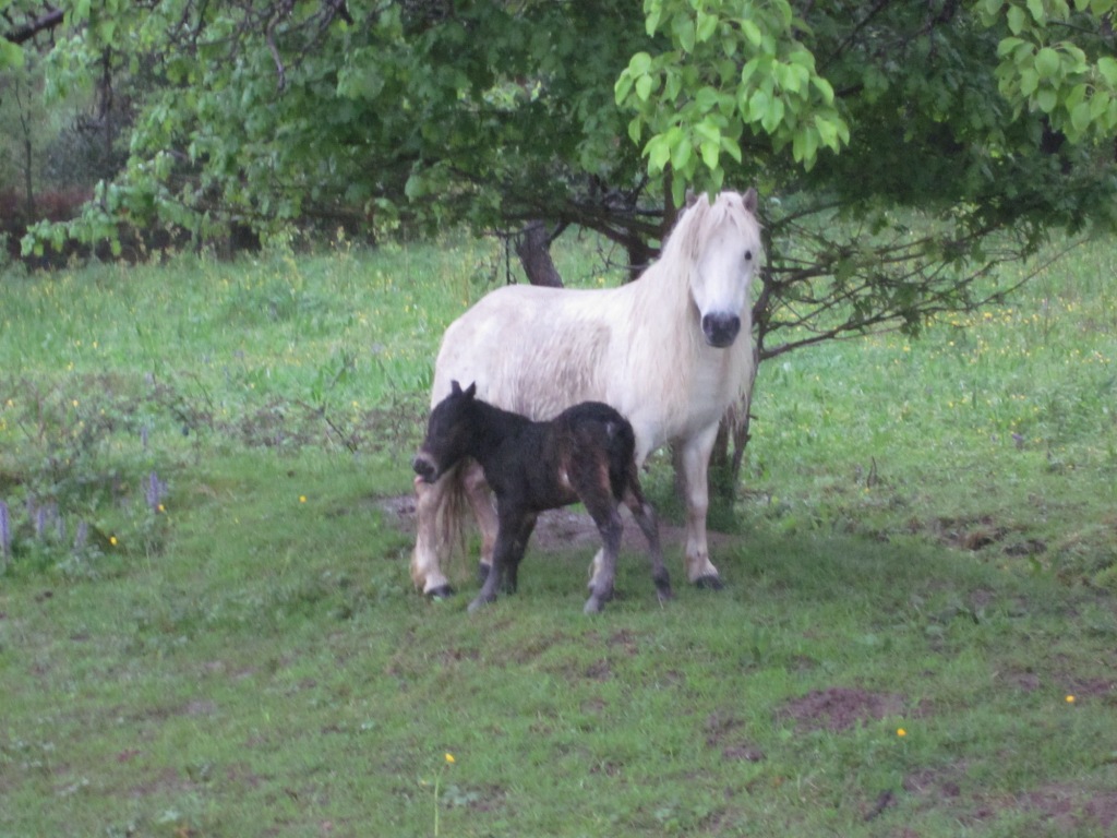 Euskal Herriko Mendiko Zaldia: 04/12/11