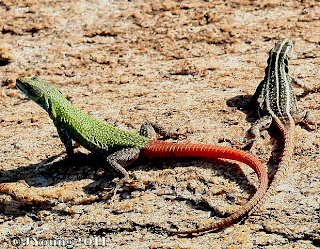 South African Photographs: Common Flat Lizard (Platysaurus intermedius)