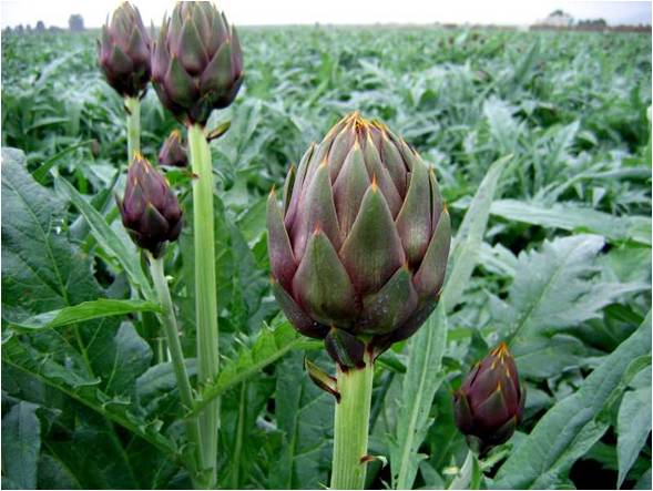 cultivo, proceso y comercializacion de la alcachofa: LA PLANTA DE ALCACHOFA
