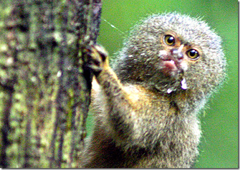 Info animales: MONOS, SIMIOS Y TARSEROS PARTE 2