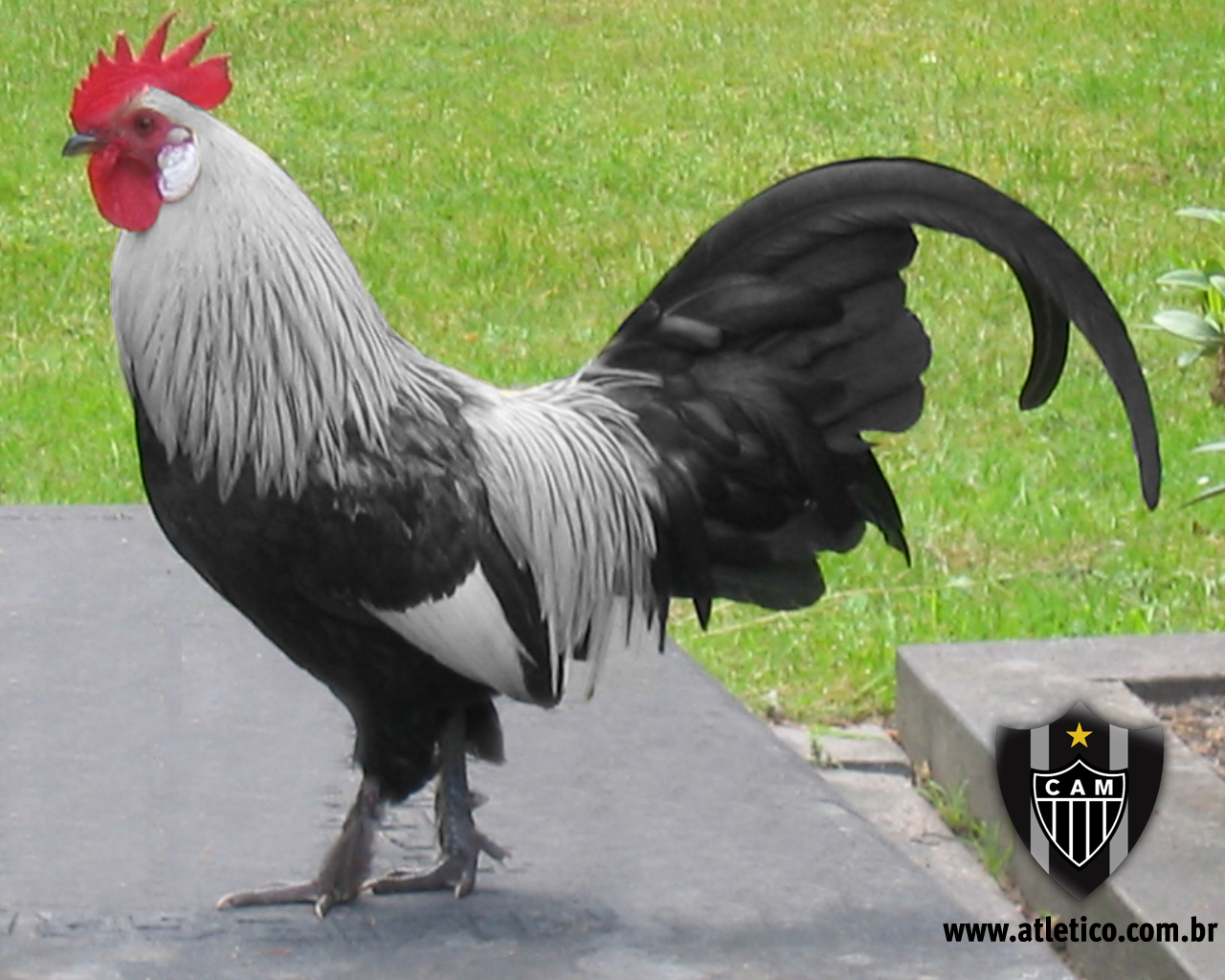 CALDO DE CANA INDEPENDENTE!: Julho 2013