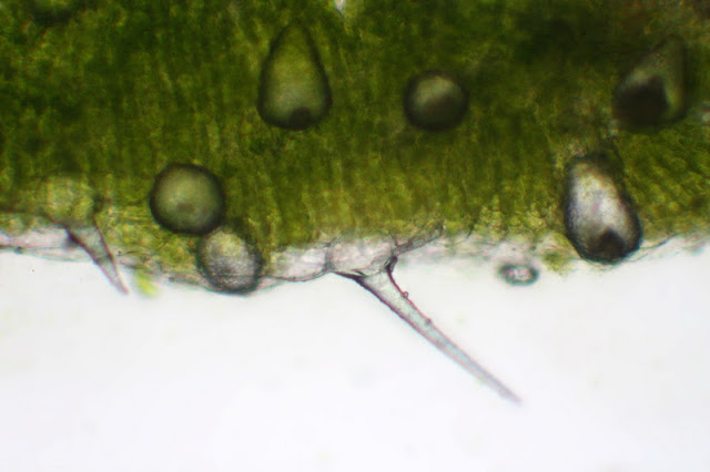 EL MUNDO MICROSCÓPICO DE LAS PLANTAS: Urtica urens L.