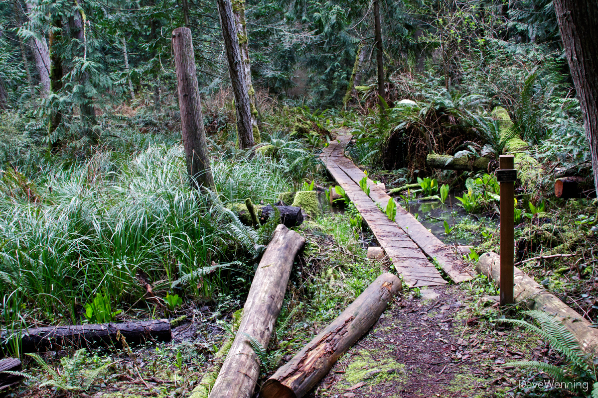 Promising Rhododendrons