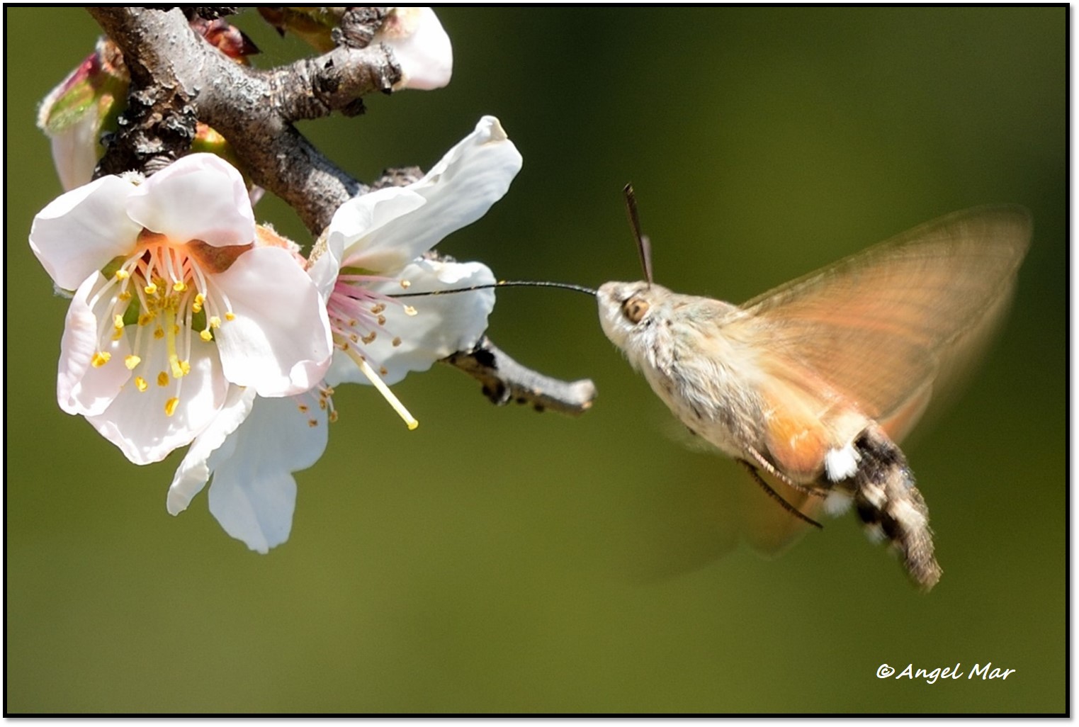 Butterflies and Dragonflies: Macroglossum stellatarum (Polilla Esfinge ...