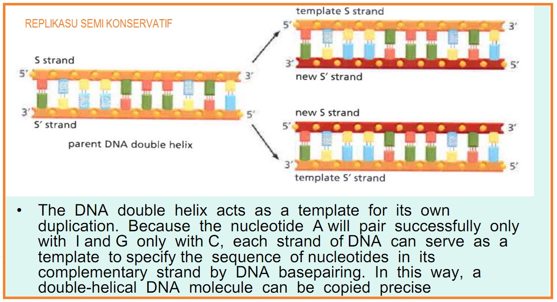 BIOLOGI GONZAGA: REKAYASA GENETIKA 1