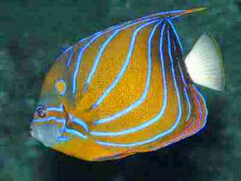 Angelfish - Ikan Angel