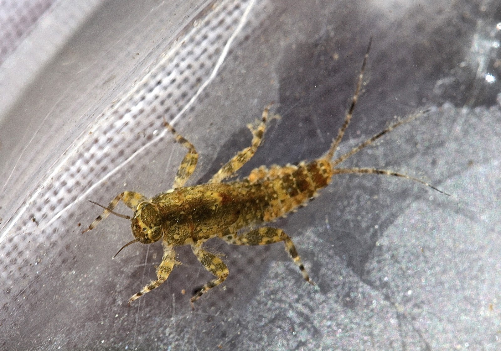 Aquatic Insects of Central Virginia: Isoperla season at the Rapidan River