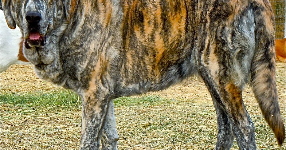 Tiger Striped Dog