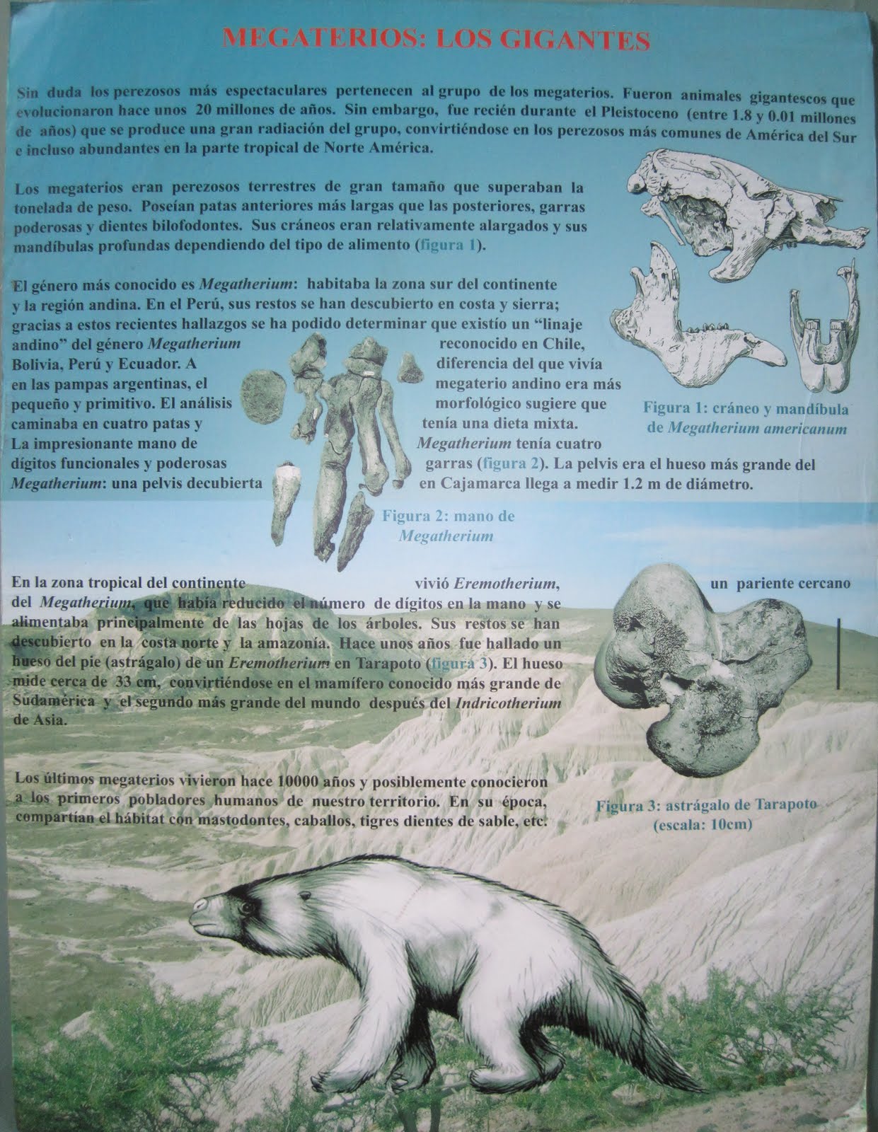 El Pensieve de Dinorider: Fósil de Miércoles: Los Perezosos Fósiles en ...