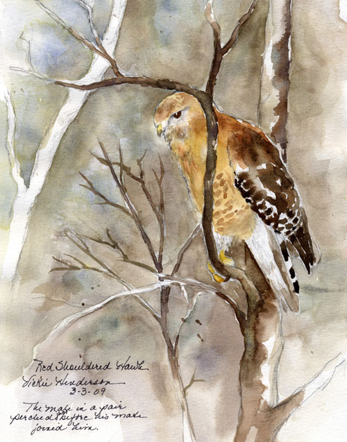 Vickie Henderson Art: Red-shouldered Hawk Territory