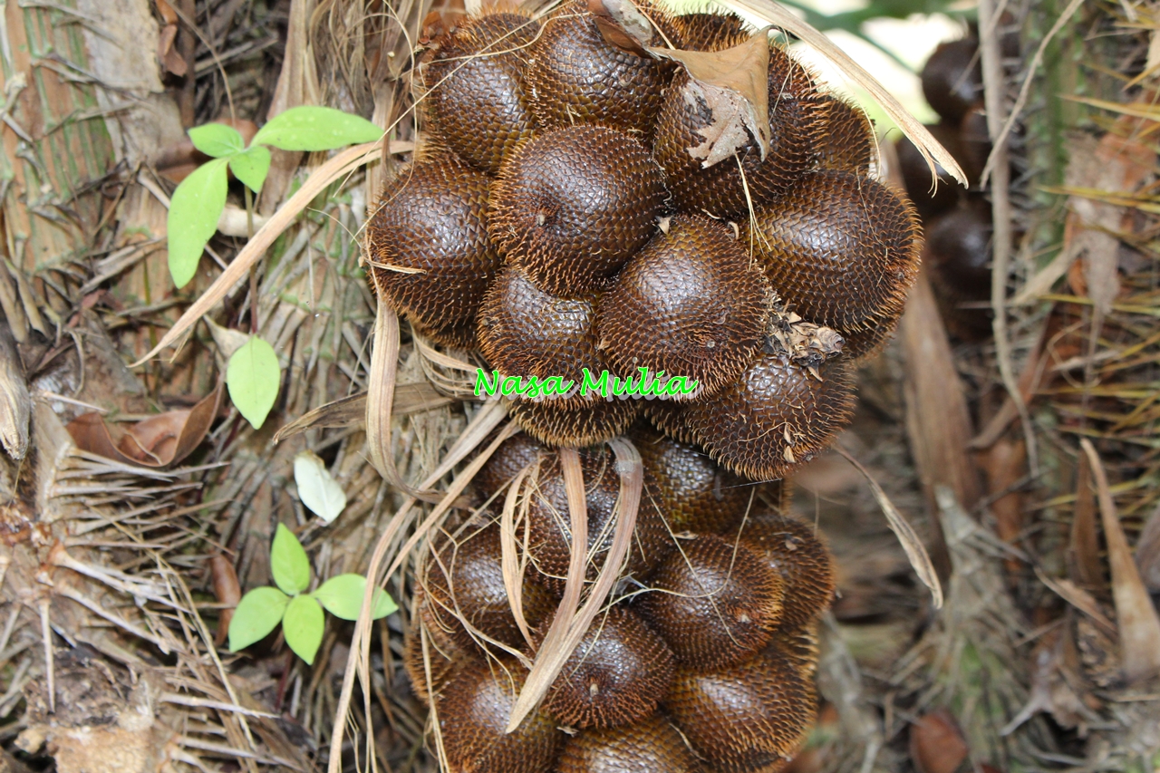 warna warni hidupku..............: Pokok Salak