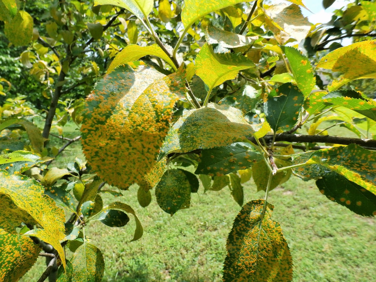 Krazo Acres: Cedar Apple Rust