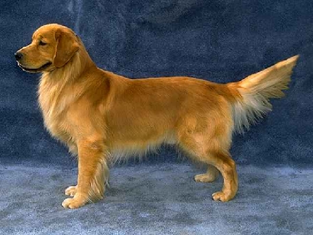 About pets: Golden Retriever