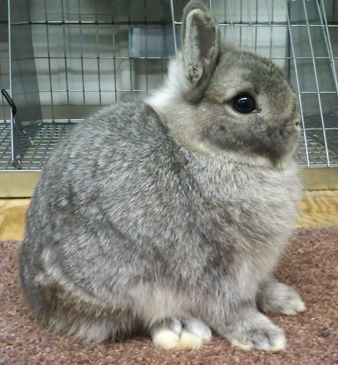 Jenis Arnab ~ NHE Rabbitry