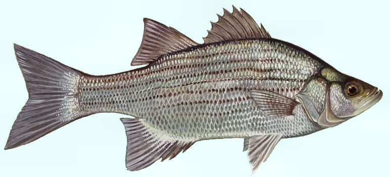 Fishes Images: Barfish