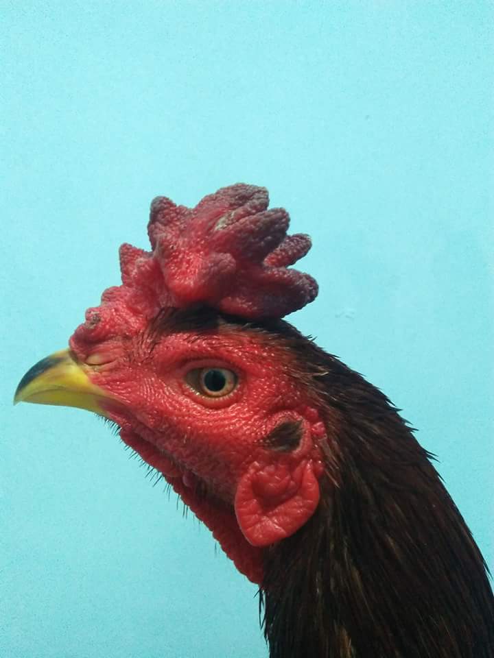Jenis-Jenis Jengger Ayam Bangkok | KING ROOSTER FARM
